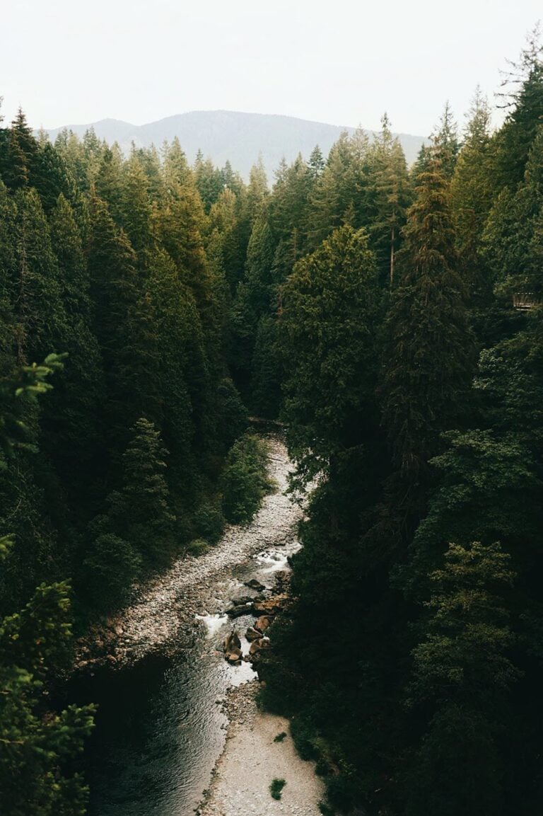 Forest wallpapers for your Mobile (HD, FHD, 2K, 4K)