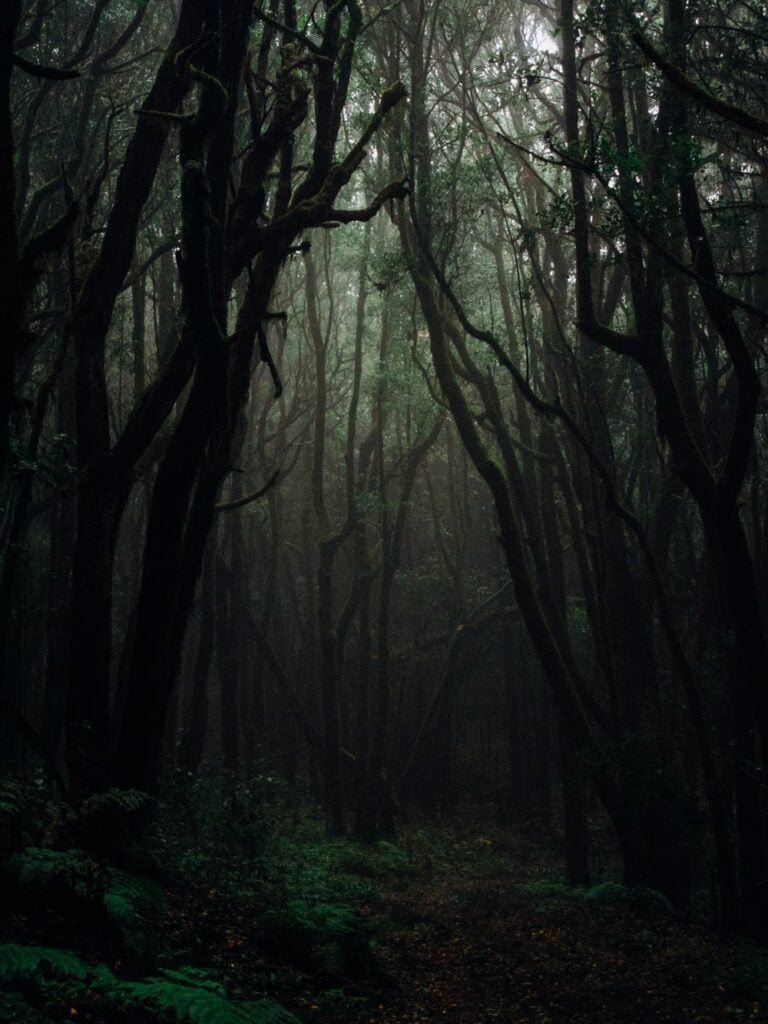 Forest wallpapers for your Mobile (HD, FHD, 2K, 4K)