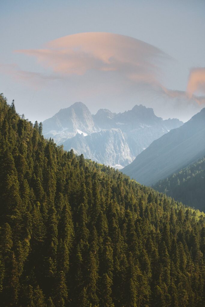 Forest wallpapers for your Mobile (HD, FHD, 2K, 4K)