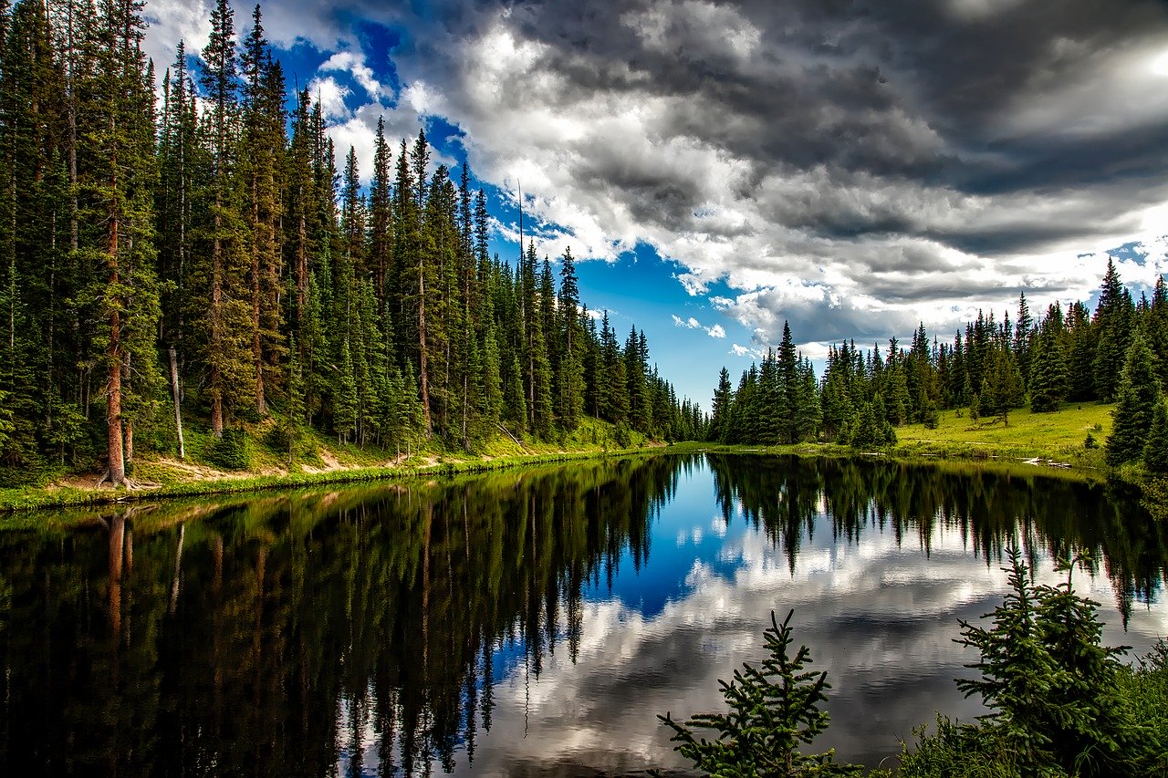 Forest wallpapers for your PC (HD, FHD, 2K, 4K)