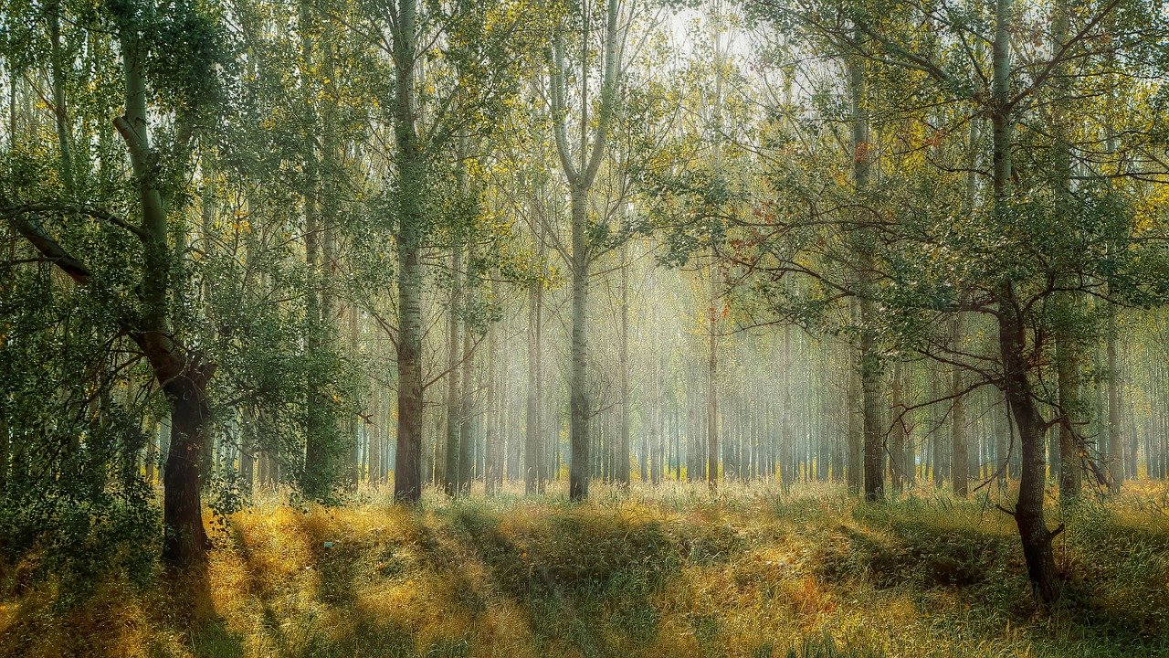 Forest wallpapers for your PC (HD, FHD, 2K, 4K)